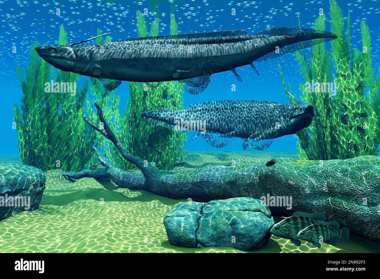 Xenacanthus was a carnivorous marine shark that lived in Devonian and ...