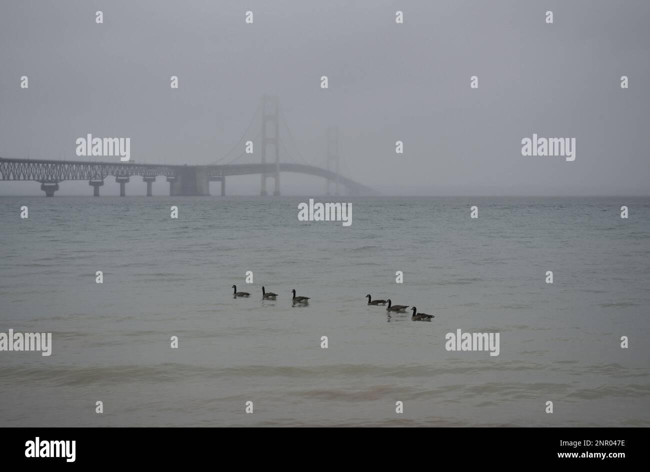 Geese float in front of the Mackinac Bridge in Michigan Stock Photo - Alamy