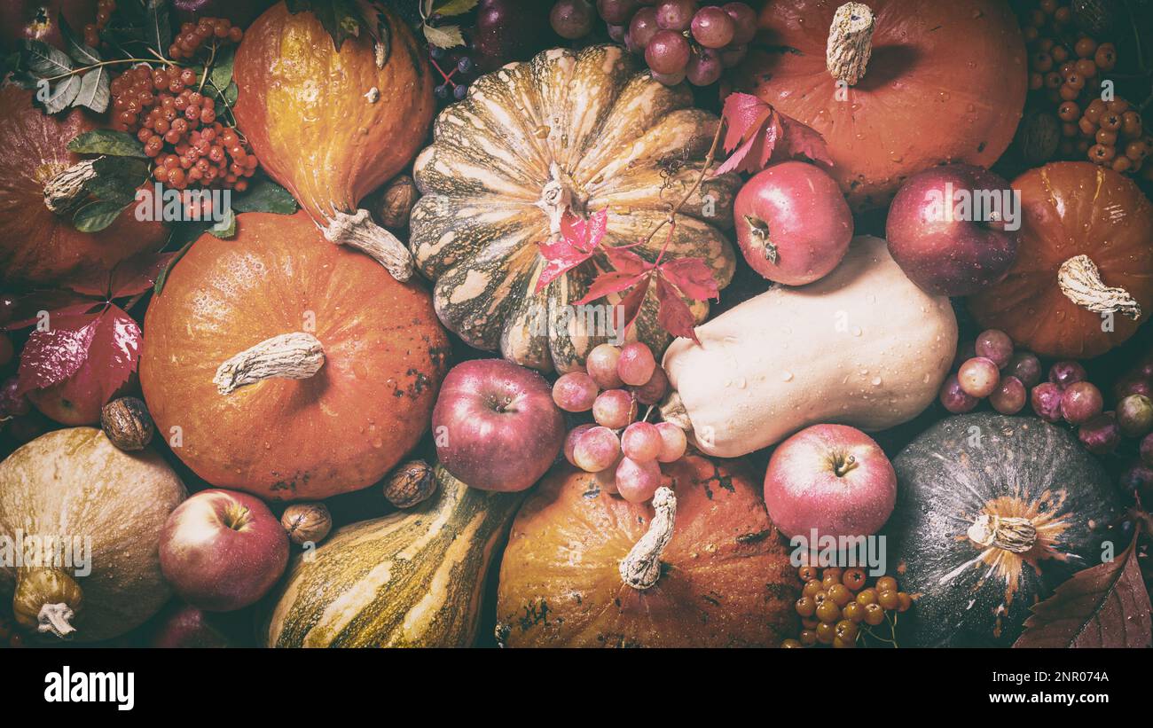 Variety of pumpkins - autumn agricultural still life with cucurbita ...