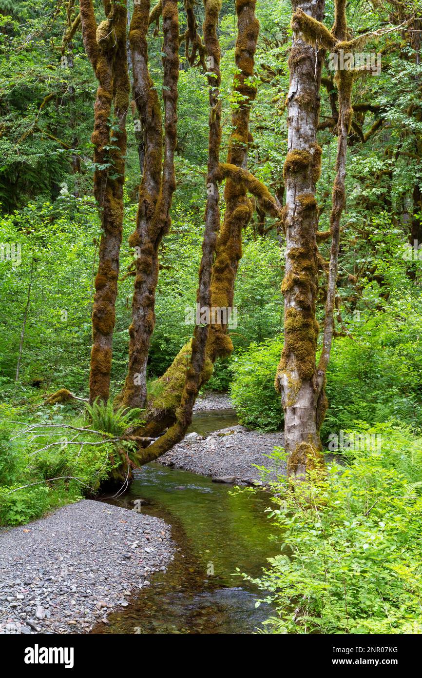 A clear mountain creek runs past moss covered trunks through the dense ...
