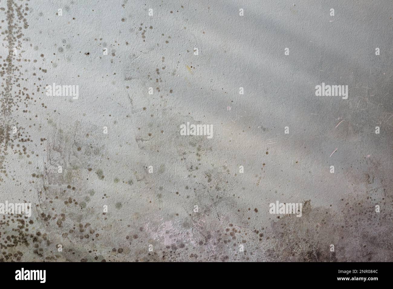 Black spots of toxic mold and fungus bacteria on the interior wall of ...