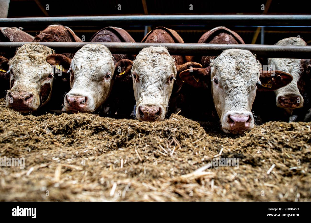 Bulls stand in the stable of a bull fattening farm in Hopsten, Germany ...