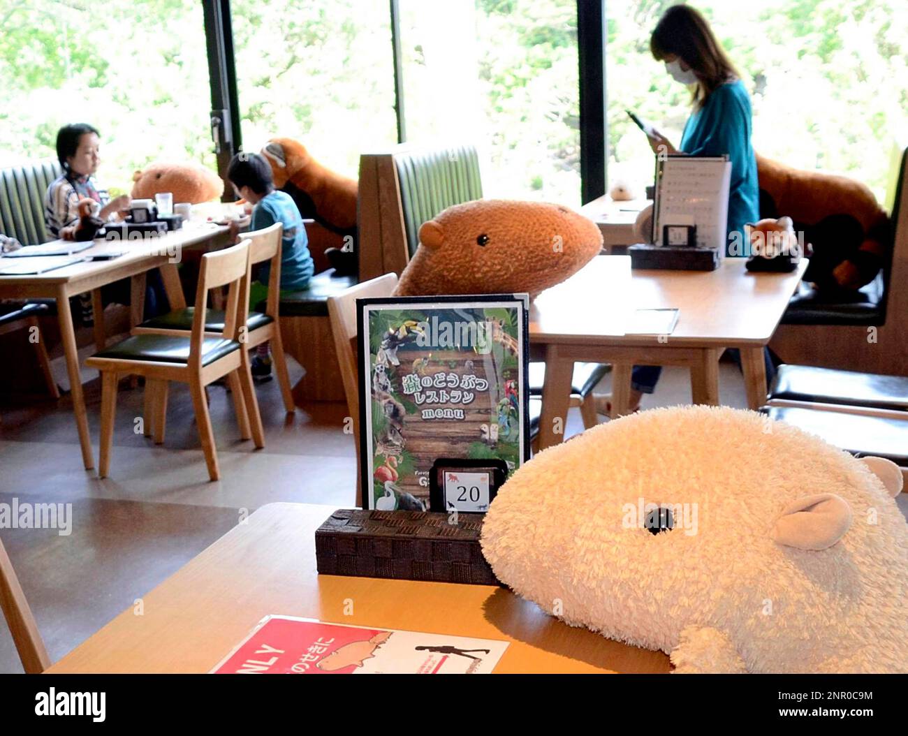 Capybara and red panda stuffed animals are laid on chairs and tables to ...