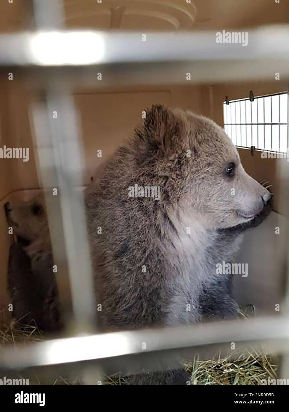 FILE - This April 10, 2020, file photo provided by Montana Fish ...
