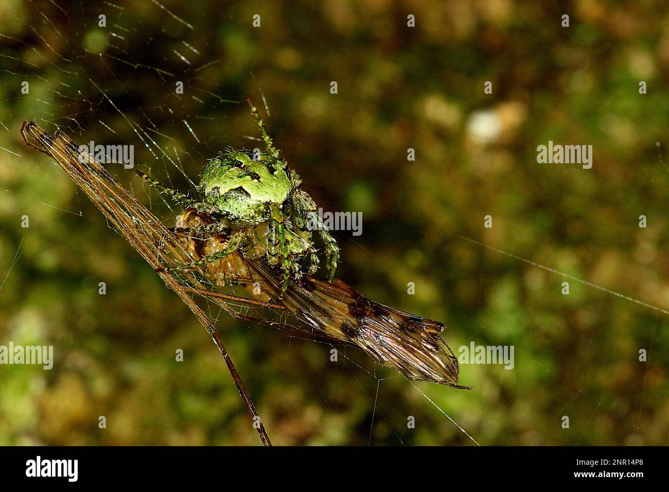 Cryptaranea hi-res stock photography and images - Alamy