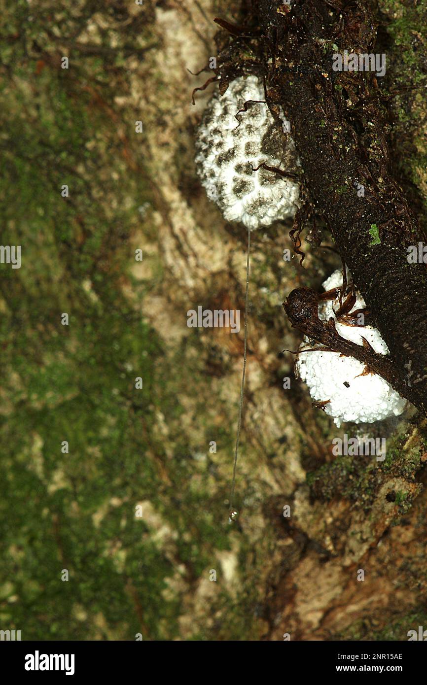 Mealybug scale inset producing honeydew Stock Photo - Alamy