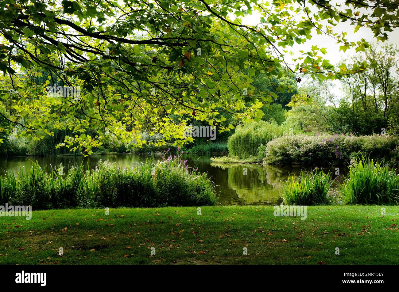 A large green area around a lake, where you can see trees, branches and ...