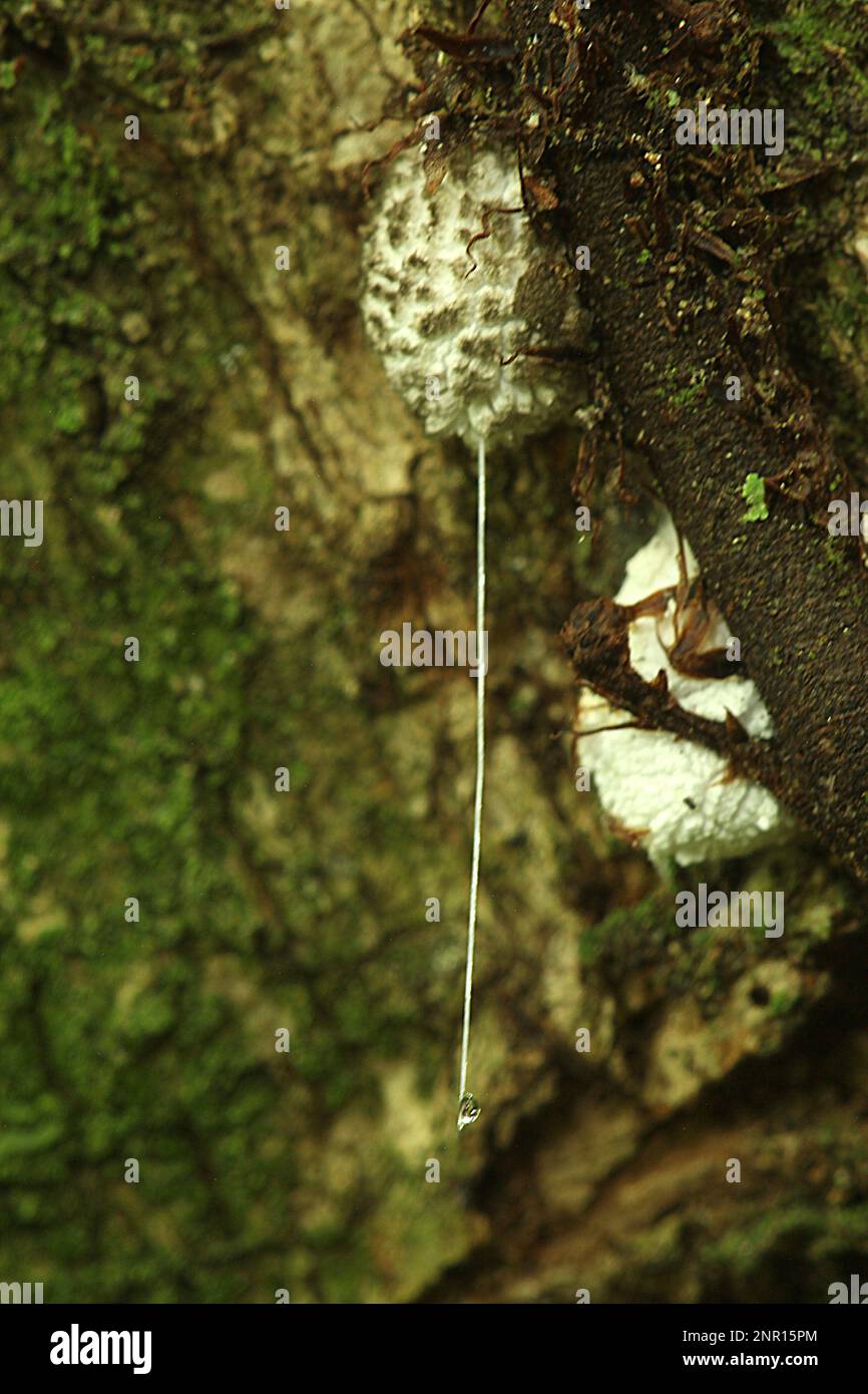 Mealybug scale inset producing honeydew Stock Photo - Alamy