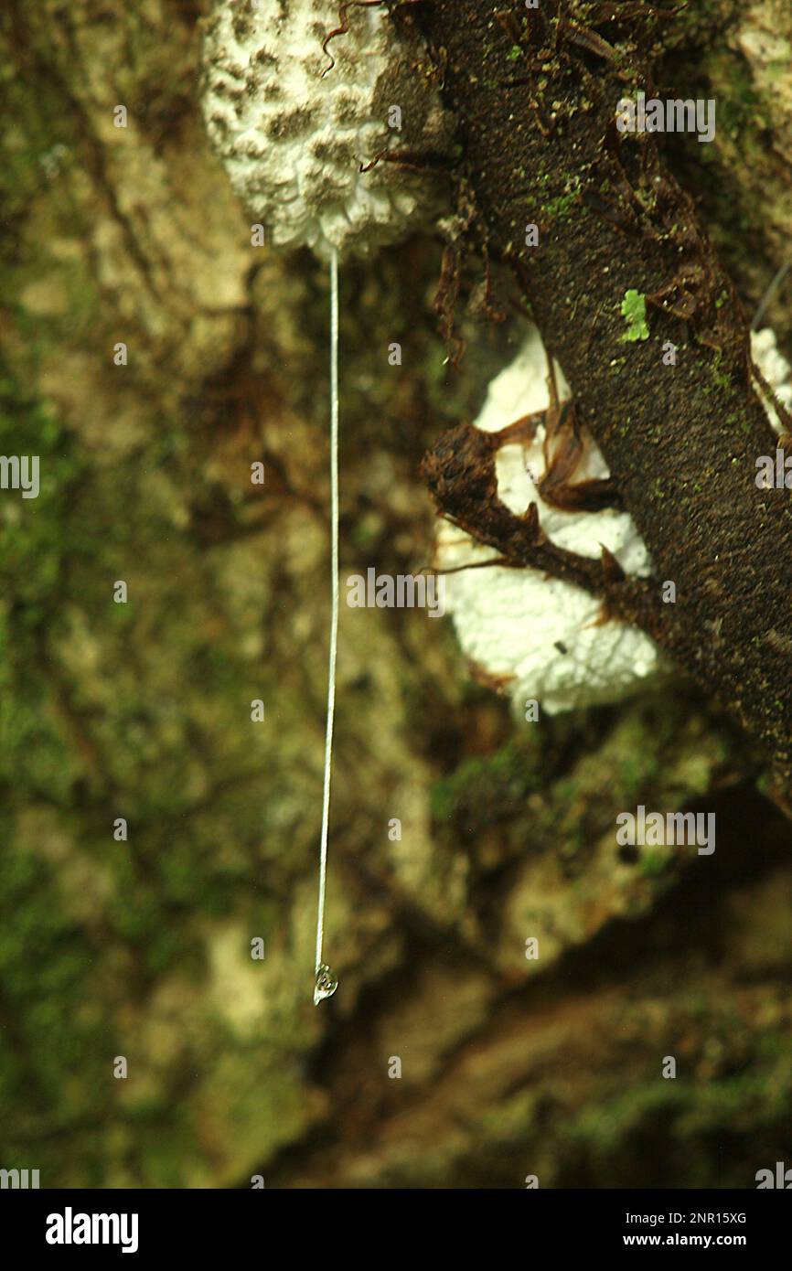 Mealybug scale inset producing honeydew Stock Photo - Alamy