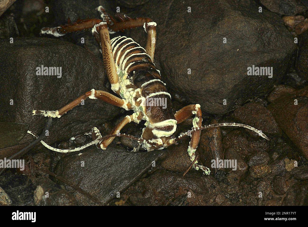 Wellington tree weta infected with icing sugar fungus Stock Photo - Alamy