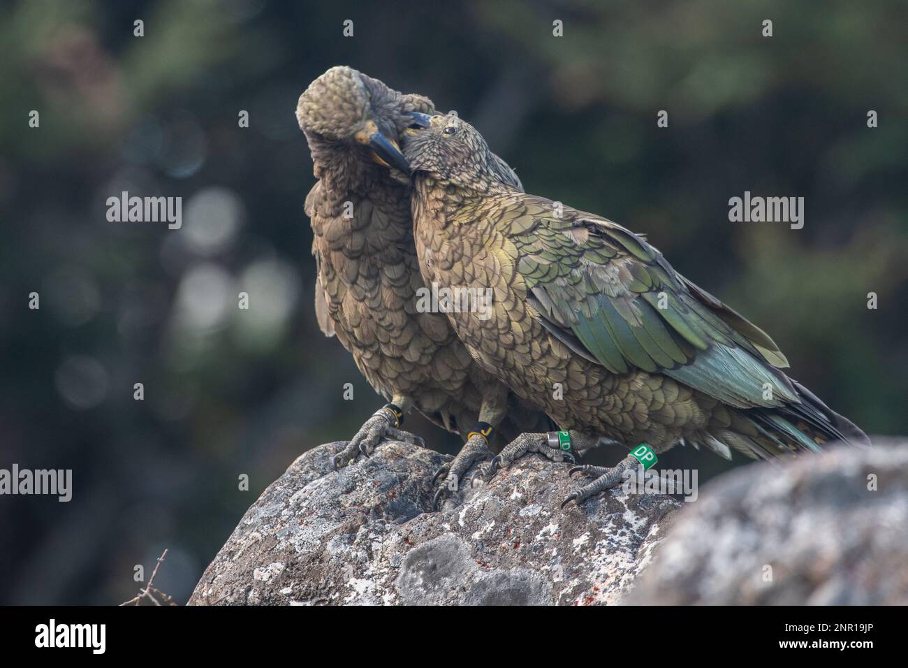 Kea (Nestor notabilis) an endangered species of parrot endemic to New ...