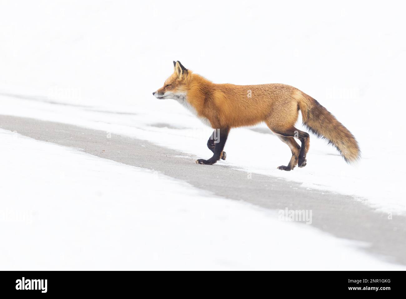 Red fox vulpes algonquin hi-res stock photography and images - Alamy