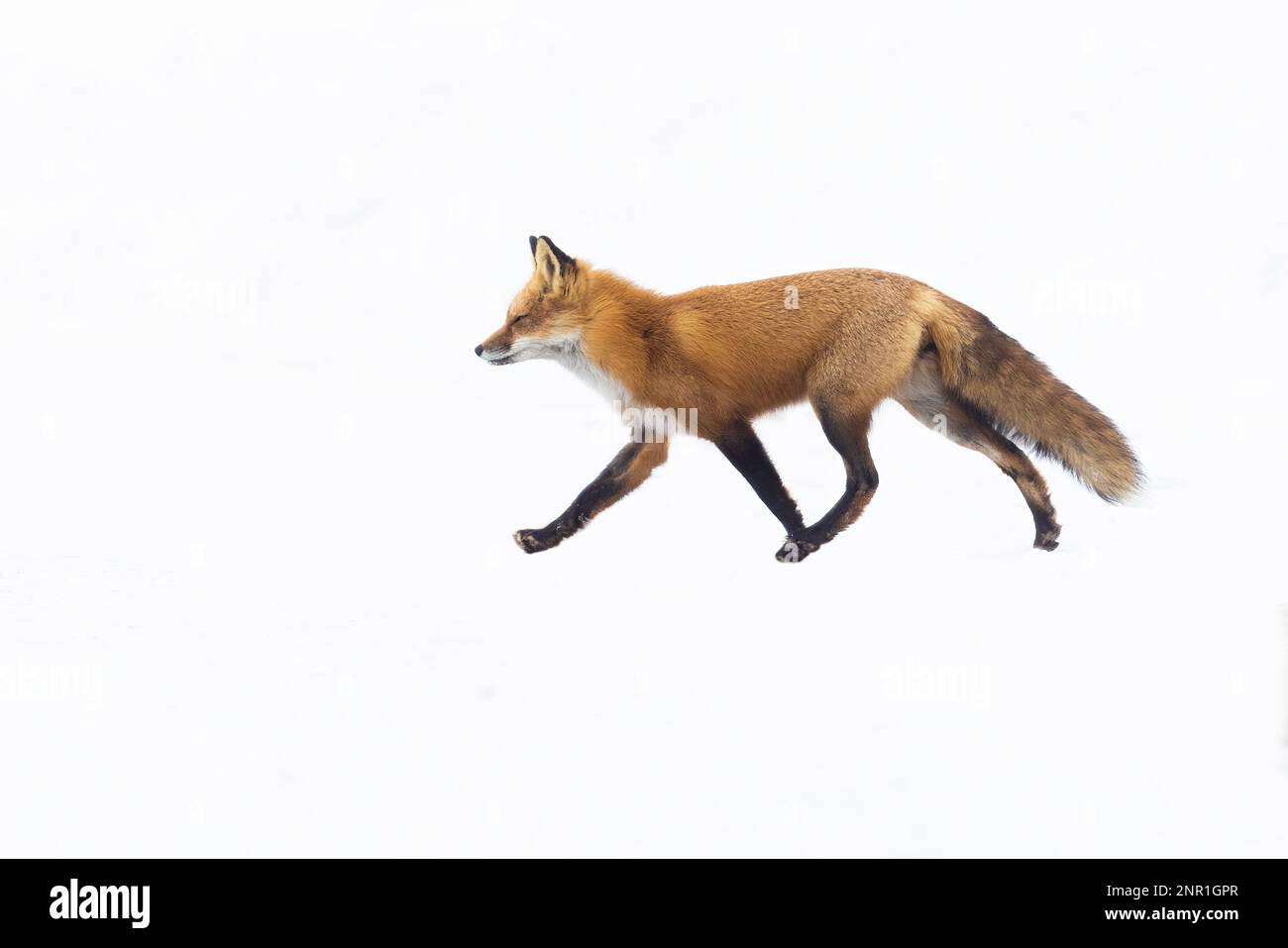 fox in Canadian winter on white background Stock Photo - Alamy