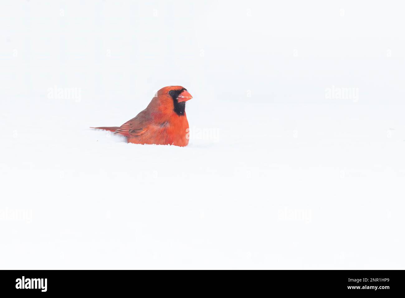 Northern cardinal (Cardinalis cardinalis) in winter Stock Photo - Alamy