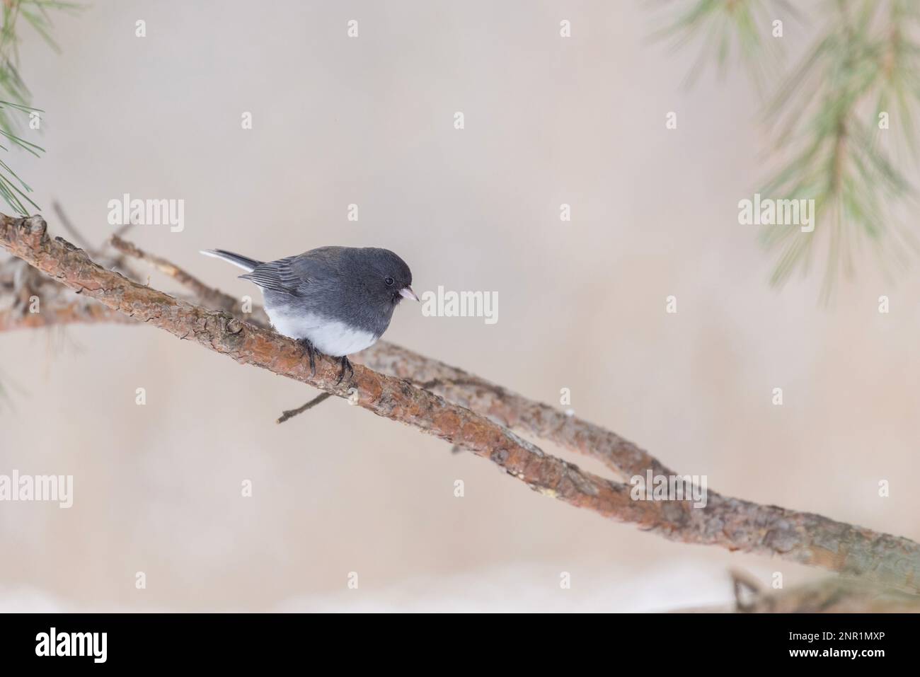 dark-eyed junco (Junco hyemalis) in winter Stock Photo - Alamy