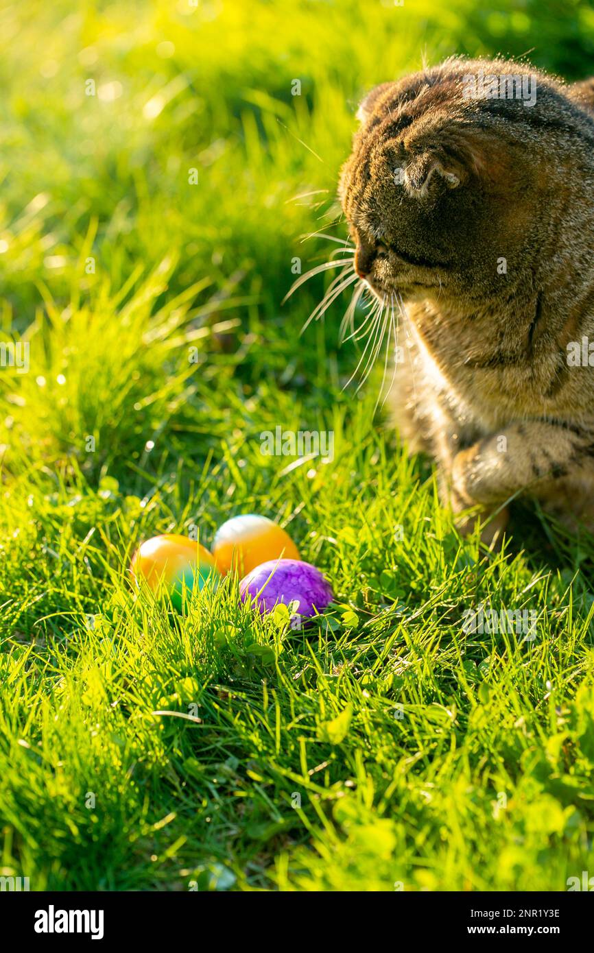Cat and Easter eggs on grass.Easter egg hunter.Finding colored eggs in ...