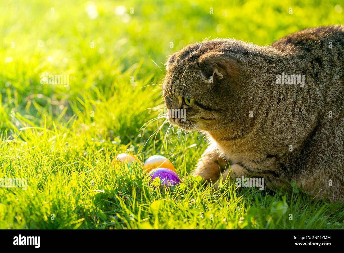 Cat and Easter eggs on green grass.Easter egg hunter.Finding colored ...