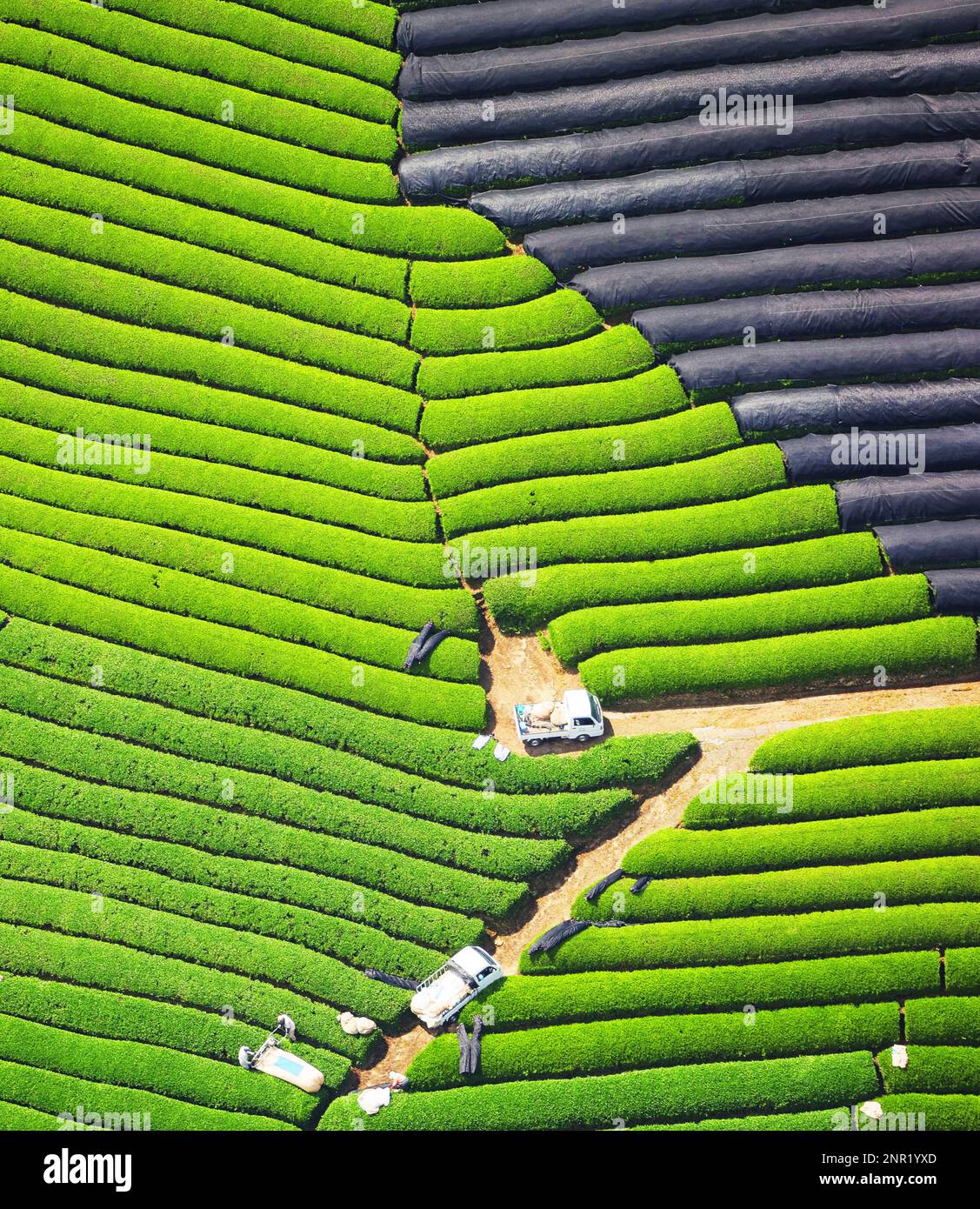 An aerial photo shows the tea plantation at the time of picking new tea ...