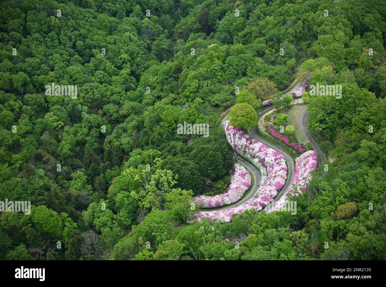 An aerial photo shows Rhododendron pulchrum flowers, Hirado Tsutsuji ...