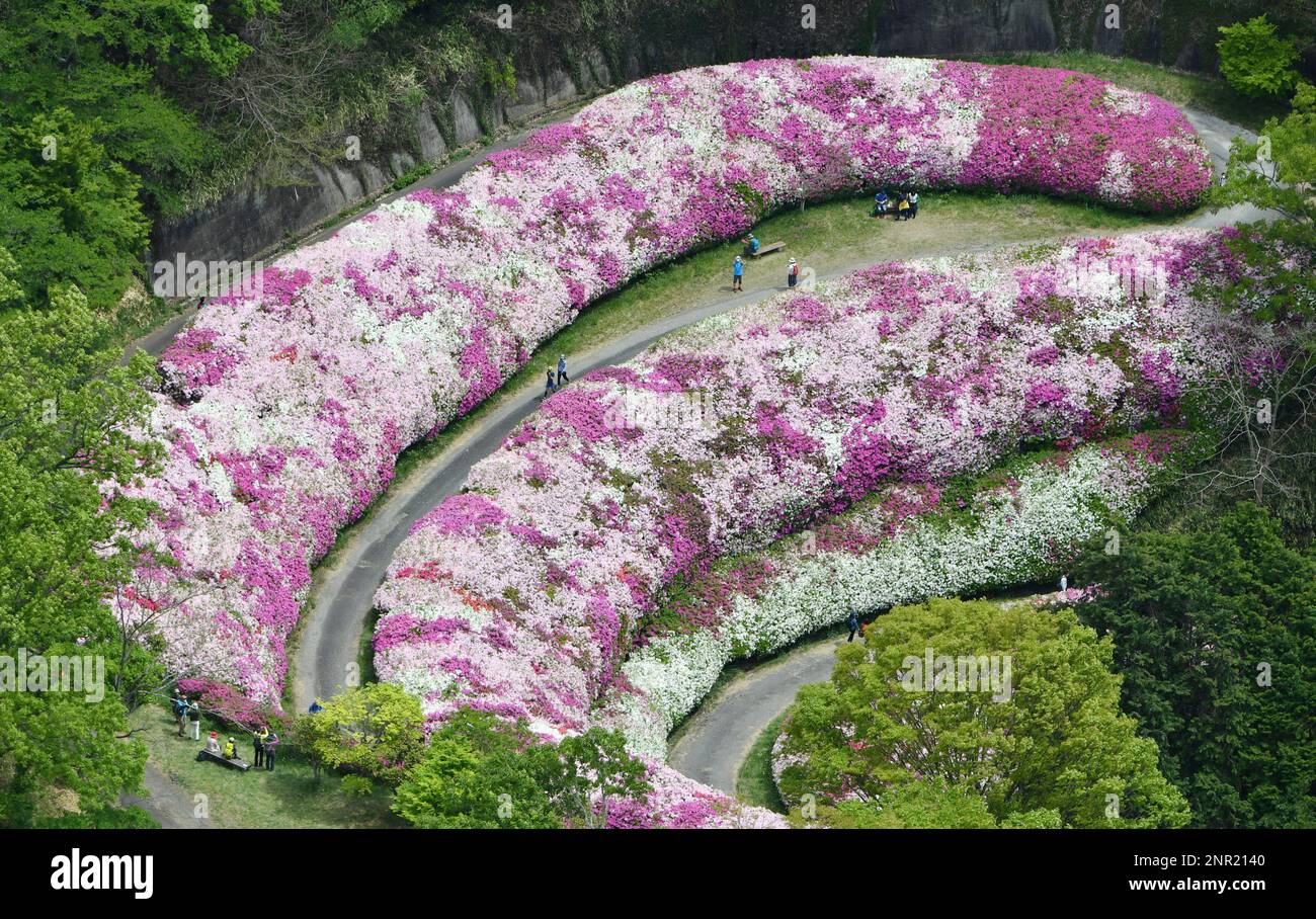 An aerial photo shows Rhododendron pulchrum flowers, Hirado Tsutsuji ...