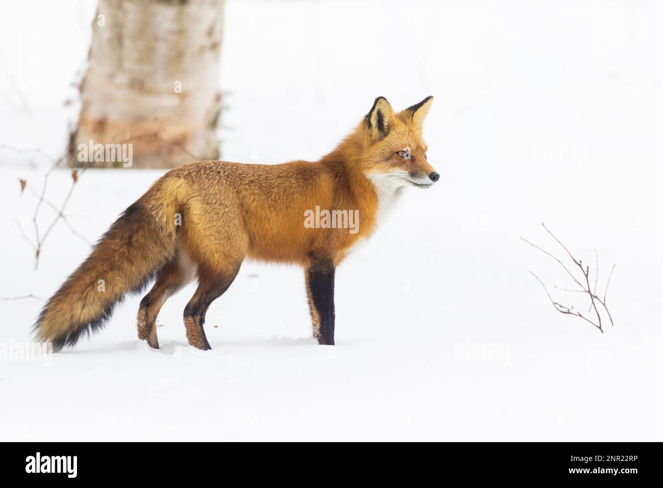 fox in Canadian winter on white background Stock Photo - Alamy