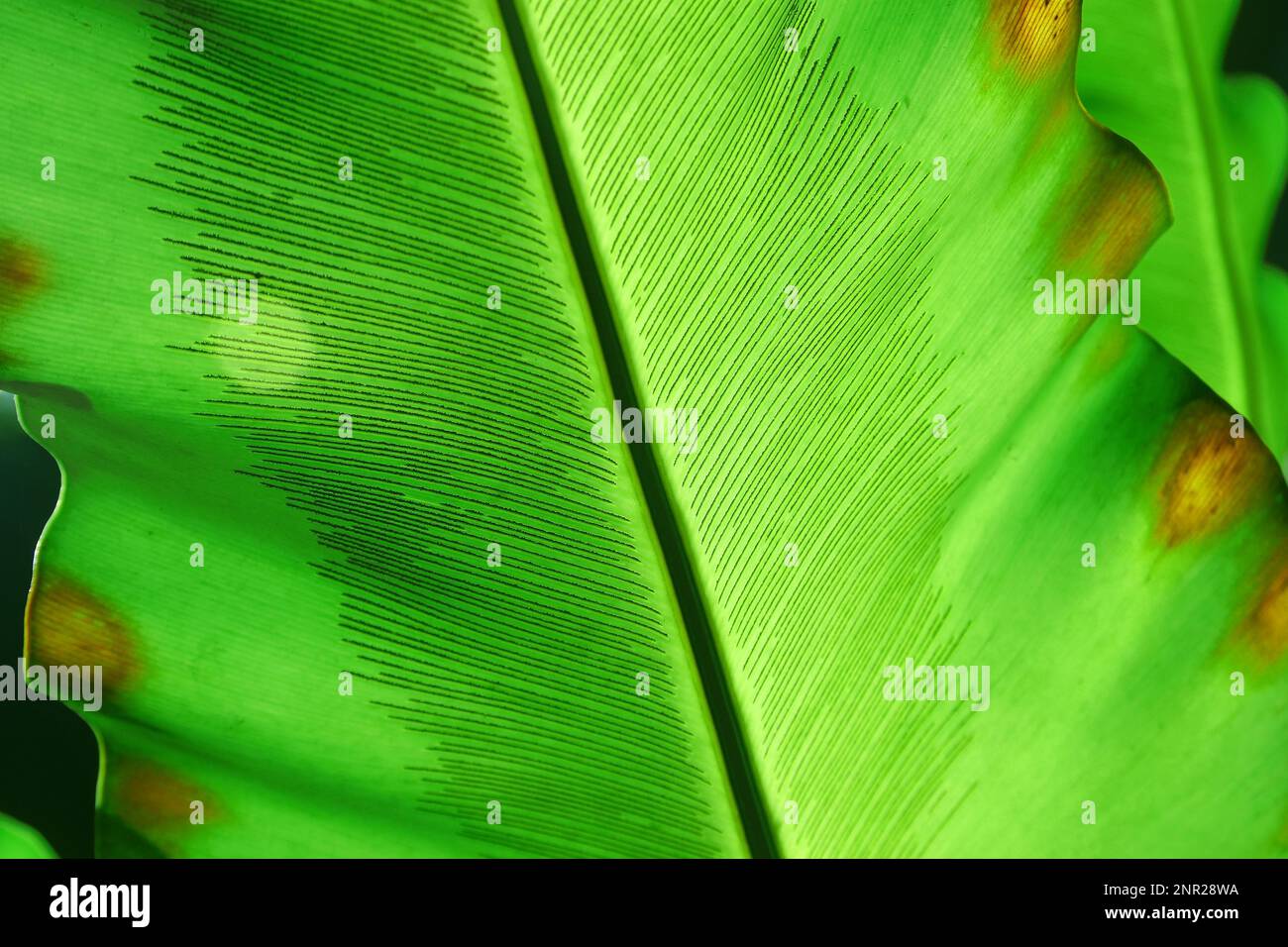 Leaf surface texture hi-res stock photography and images - Alamy