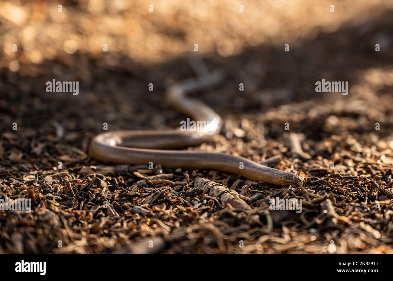 Shiny Northern Rubber Boa Snake Slithers Across Dirt Ground on Trail in ...