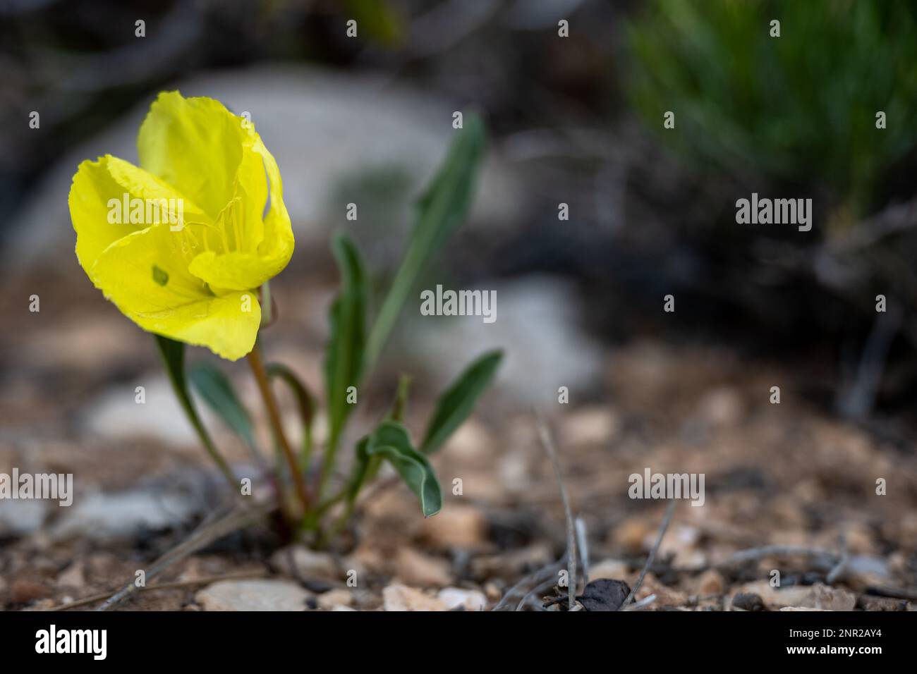 Small Yellow Primrose Blooming Along A Trail In Bryce Canyon Stock ...