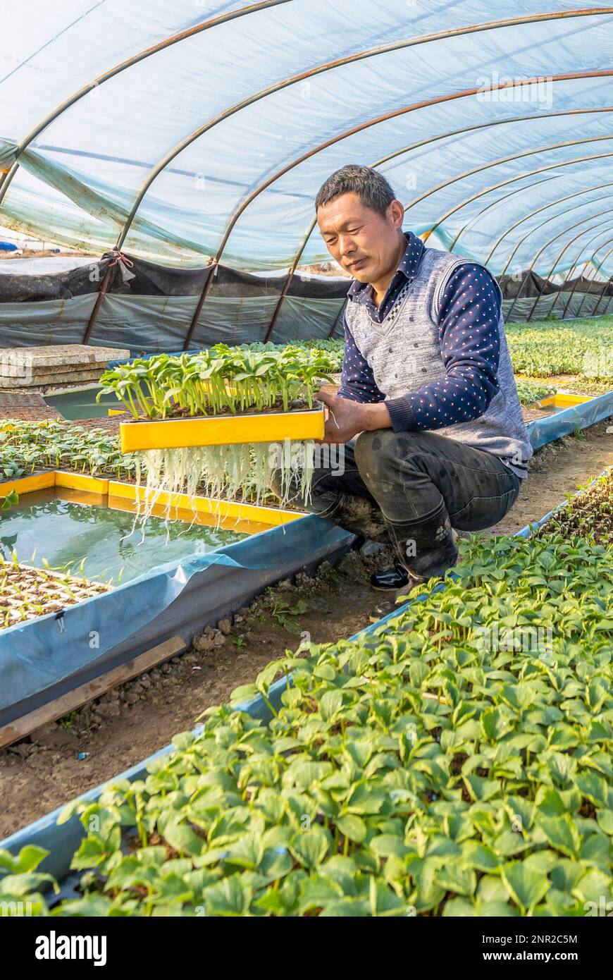 Floating seedlings hi-res stock photography and images - Alamy