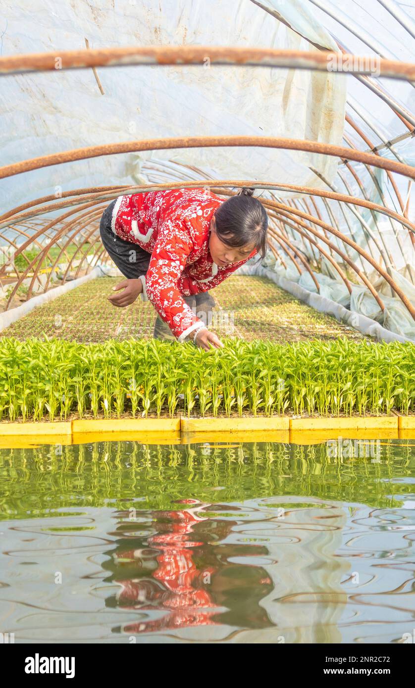 SUQIAN, CHINA - FEBRUARY 26, 2023 - Workers check the growth of ...