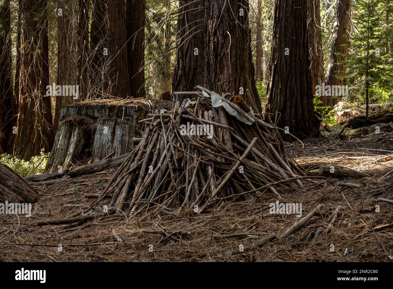 Small Burn Pile Along Trail In Sequoia National Park Stock Photo - Alamy