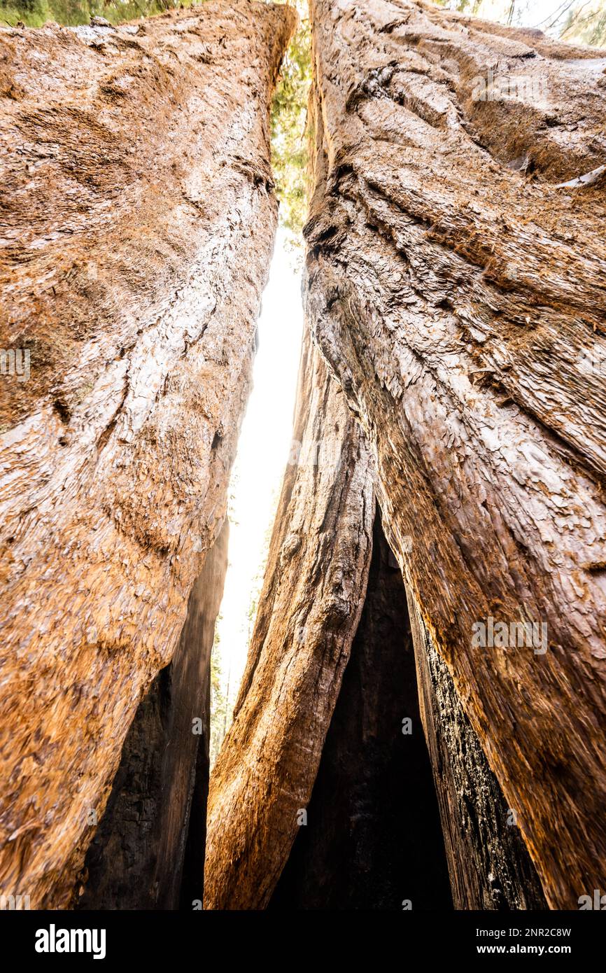 Two towering sequoia trees hi-res stock photography and images - Alamy