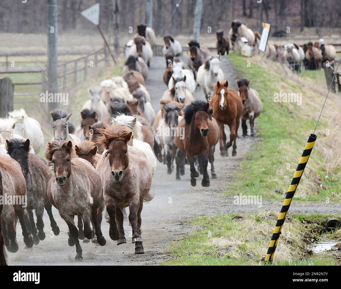 Traditional Japanese horses, Dosanko, run at full speed at Shizunai ...