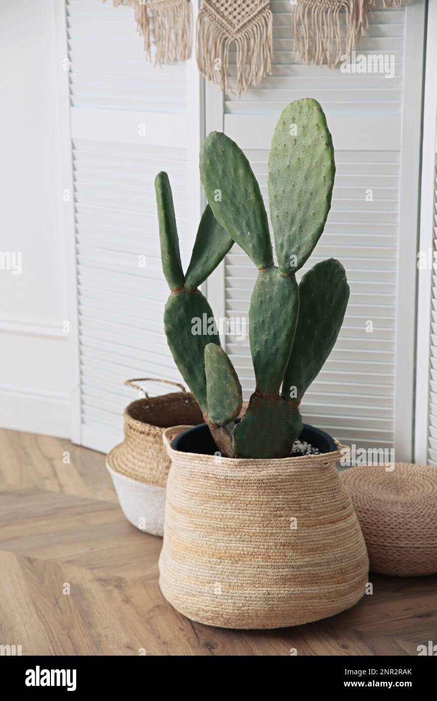 Stylish room with beautiful potted cactus. Interior design Stock Photo ...