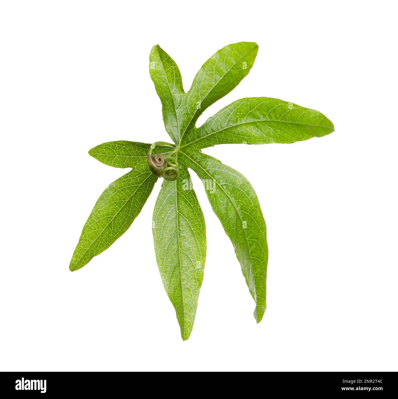 Passiflora leaf isolated on white. Passion fruit plant Stock Photo - Alamy