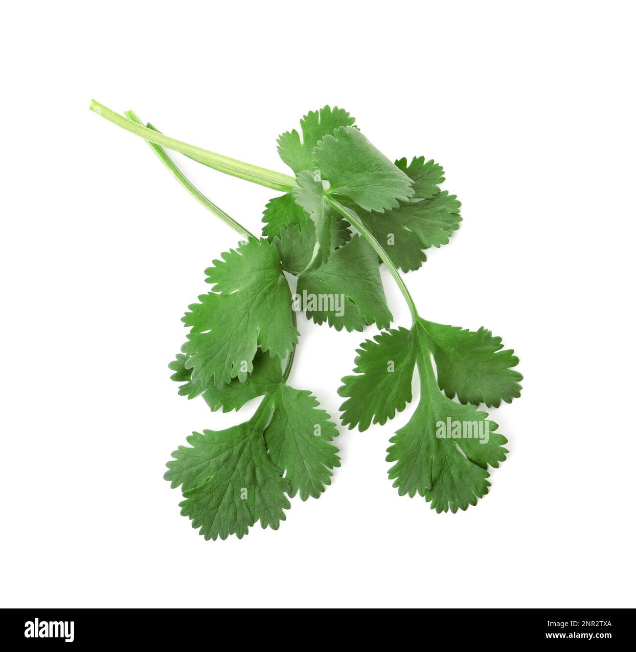 Aromatic fresh green cilantro isolated on white, top view Stock Photo ...