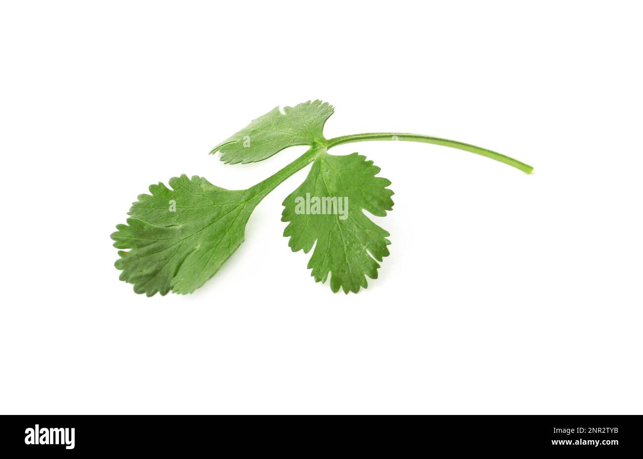 Aromatic fresh green cilantro isolated on white Stock Photo - Alamy