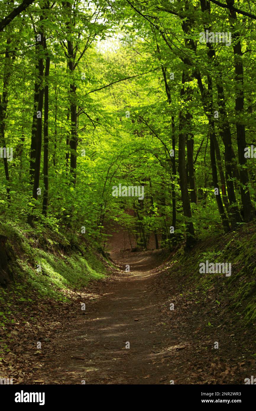 Beautiful landscape with pathway among tall trees in park Stock Photo ...