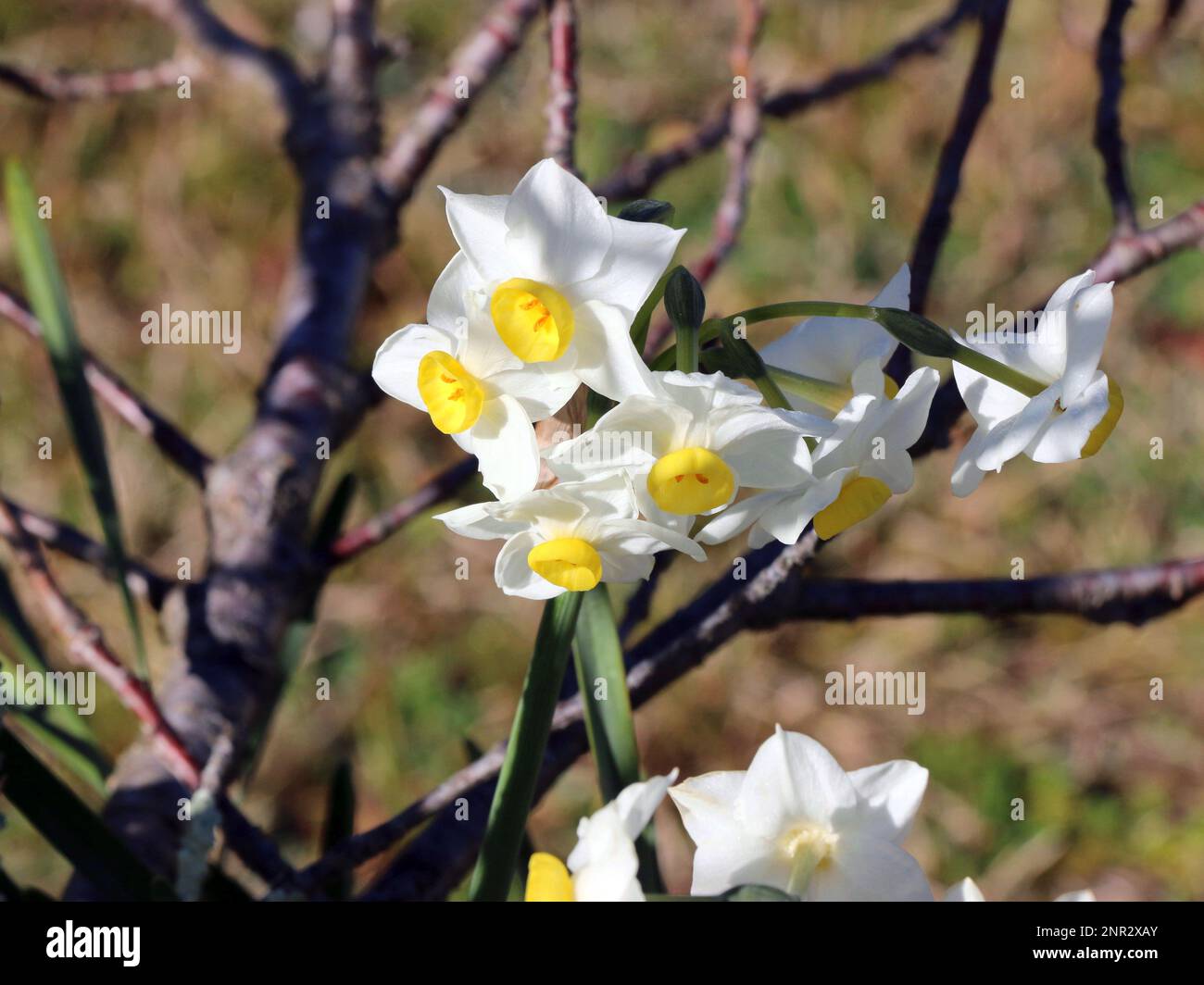 Delicate white narcissus flowers with yellow centers blooming in early ...