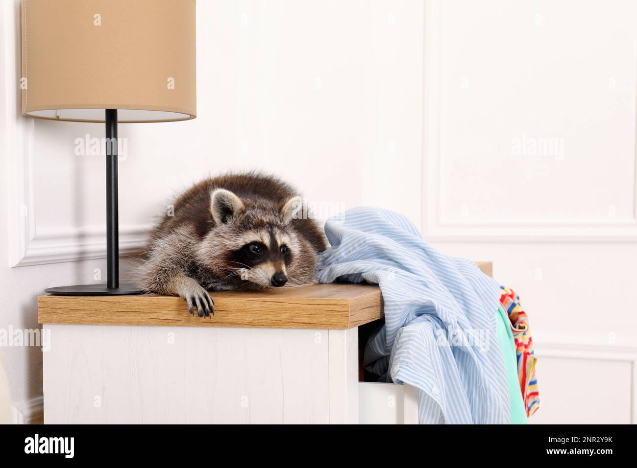 Cute mischievous raccoon lying on chest of drawers indoors Stock Photo ...