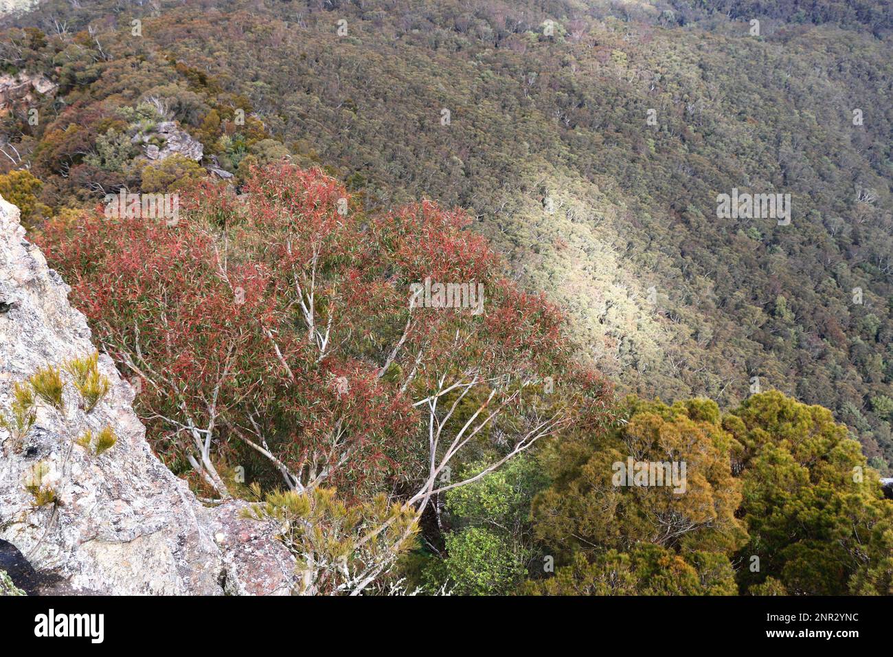 Landscape of the vast wilderness of the Blue Mountains National Park ...