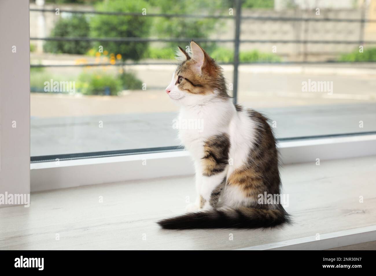 Cute kitten on window sill at home. Baby animal Stock Photo - Alamy