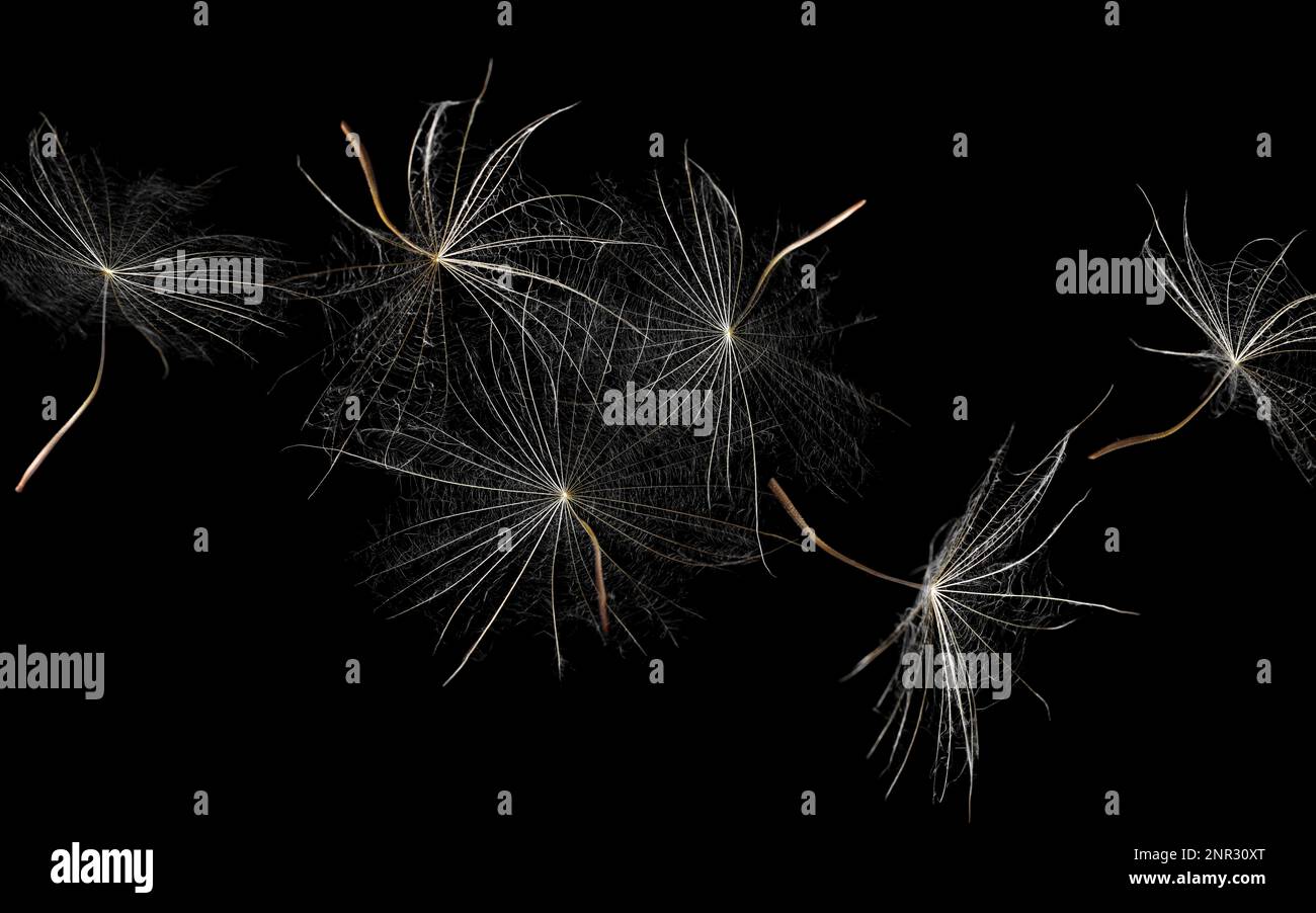 Many dandelion seeds flying on black background Stock Photo - Alamy