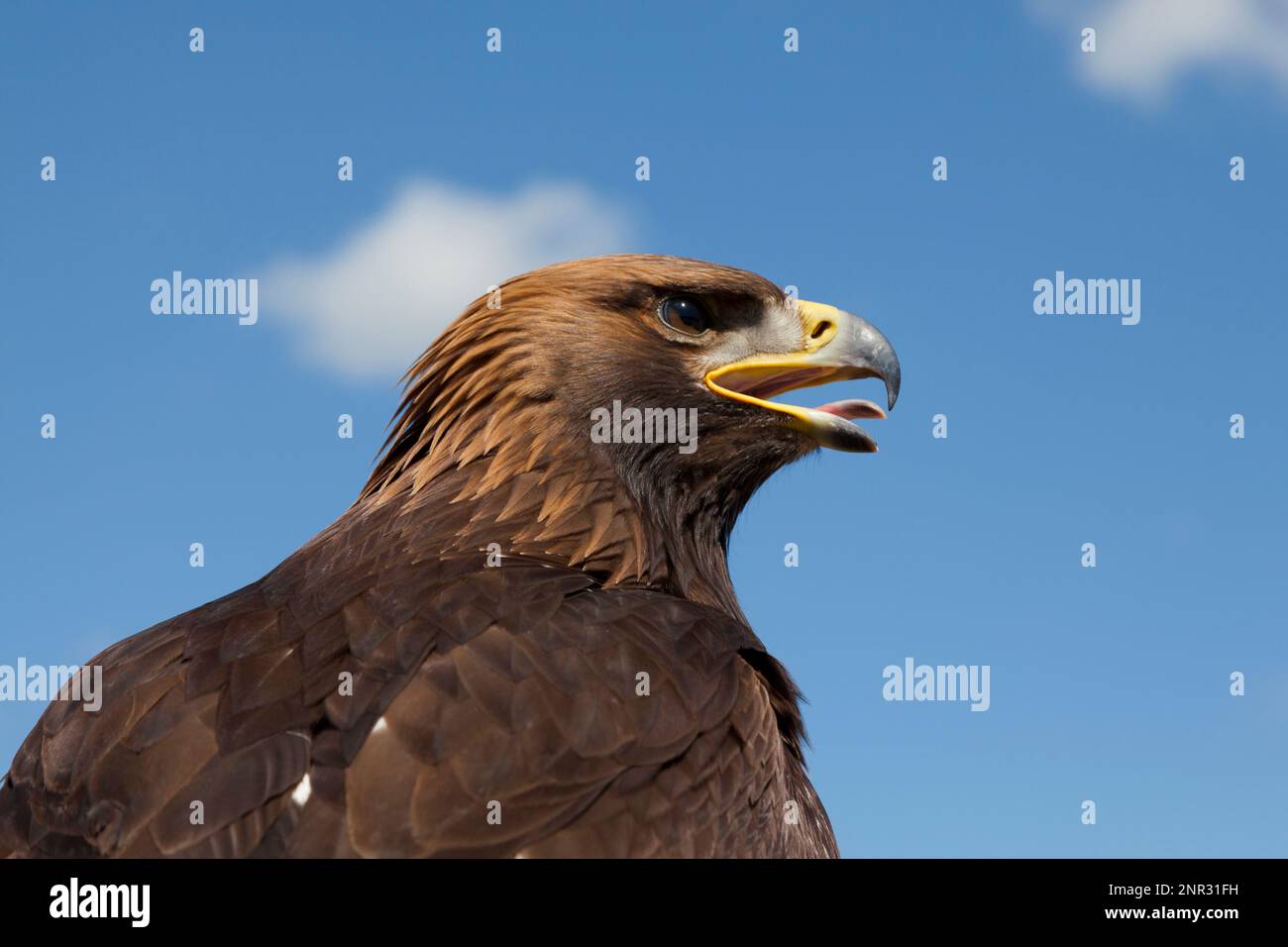 The steppe eagle (Aquila nipalensis) is a bird of prey. Like all eagles ...