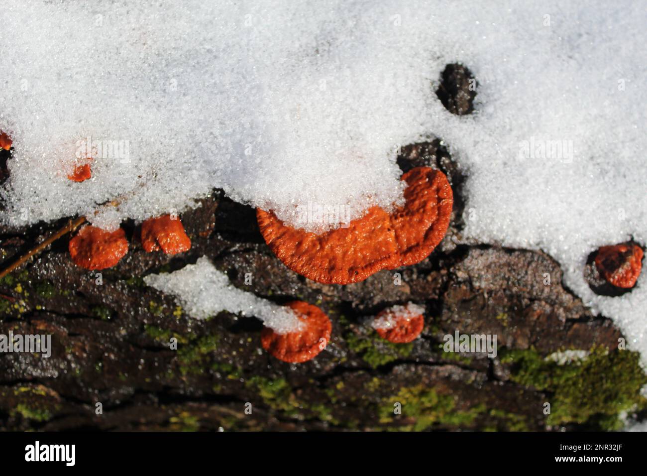 Cinnabar polypore mushrooms on a log with snow and moss at Camp Ground ...