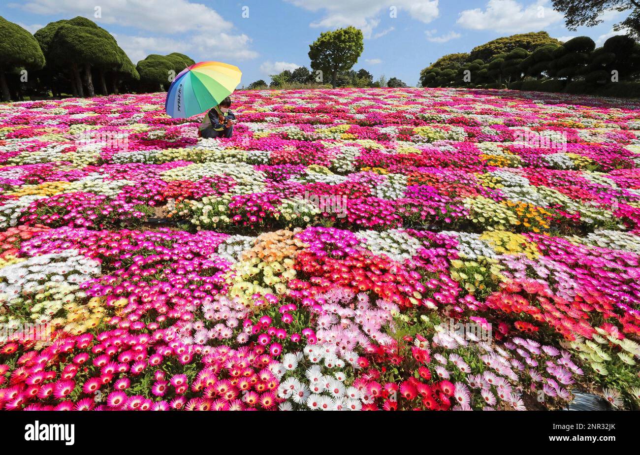 Several color of livingston daisy flowers are in full bloom at ...