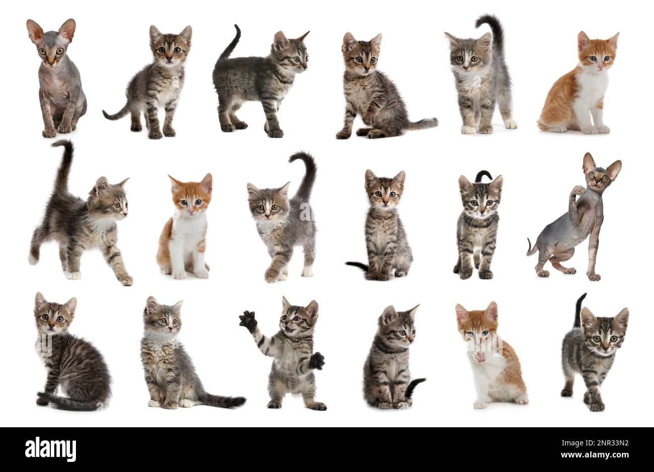 Different adorable kittens on white background, collage Stock Photo - Alamy