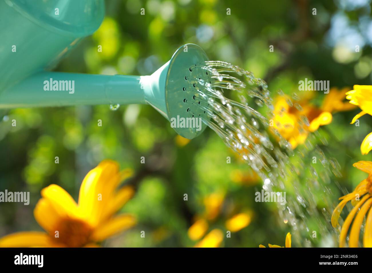 Sprinkling flowers hi-res stock photography and images - Alamy