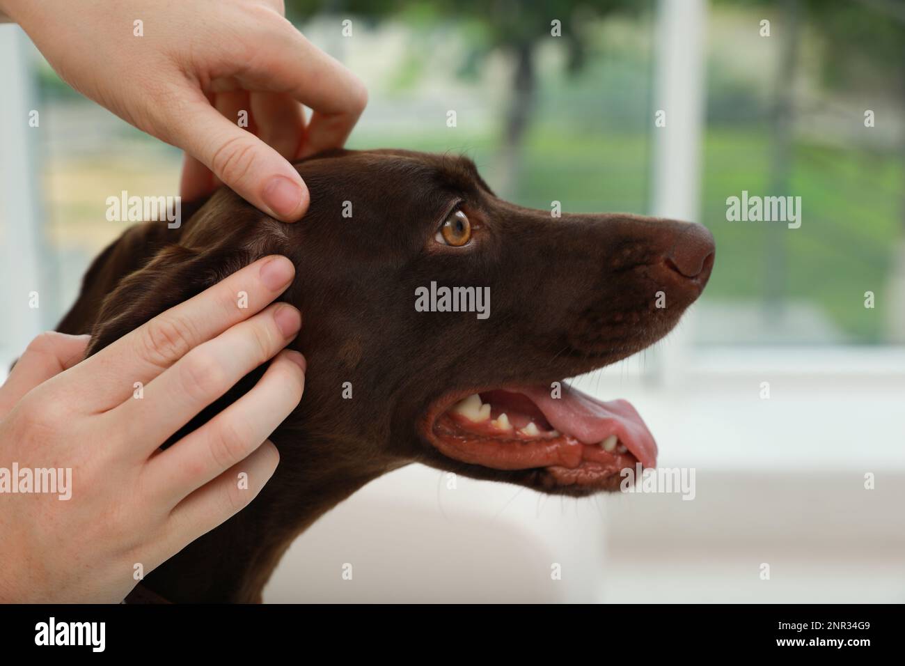 Woman examining her dog's skin for ticks at home, closeup Stock Photo ...