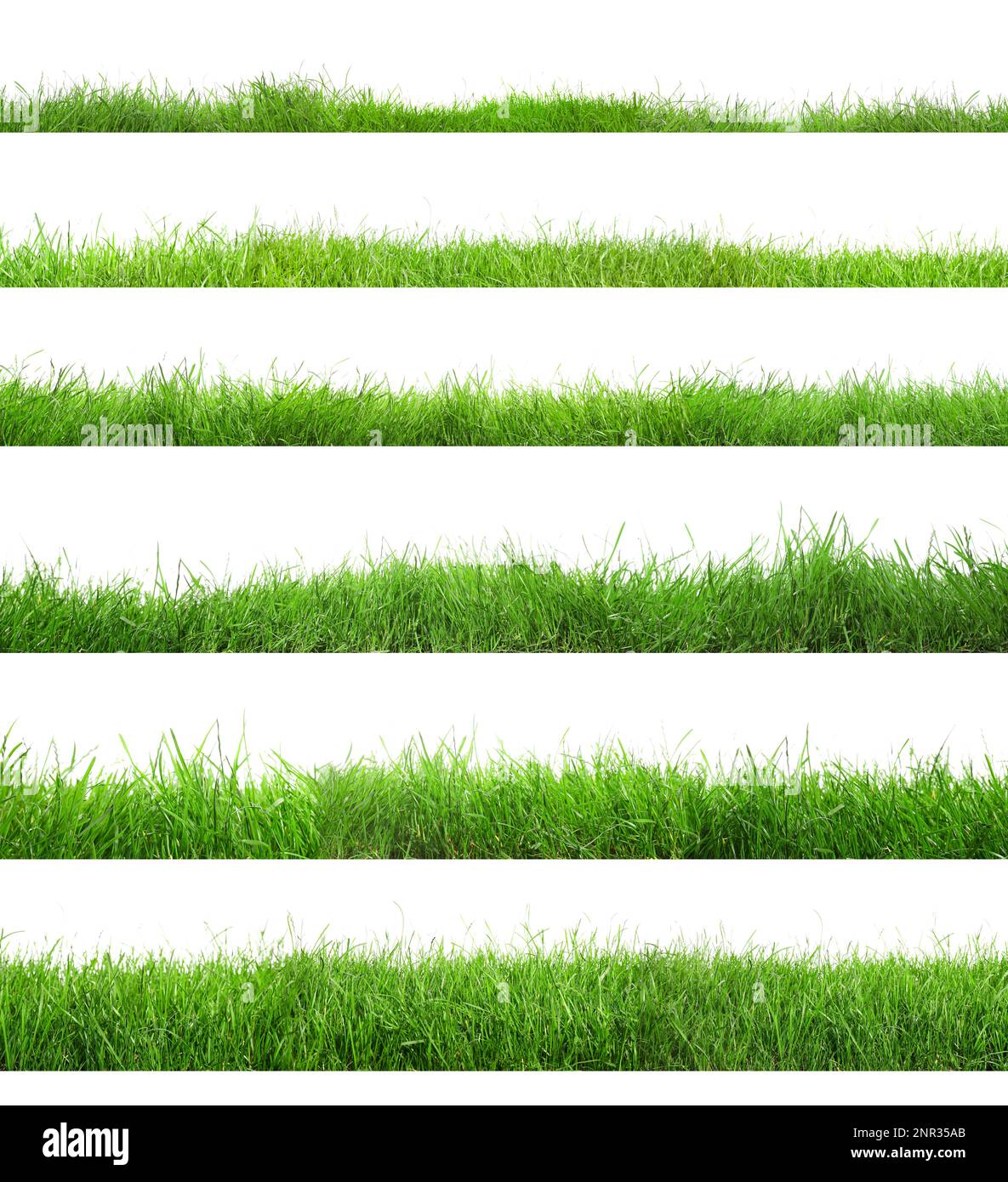 Beautiful lush green grass on white background, collage Stock Photo - Alamy